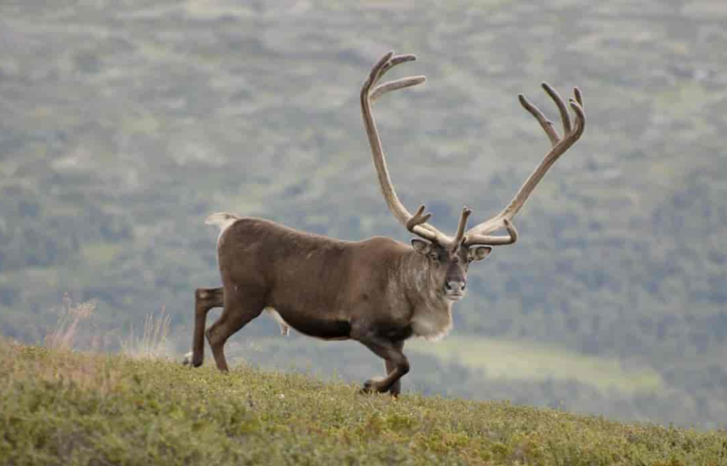Oppdag Norges natur og underverk: dikt, dyr, fakta og attraksjoner
