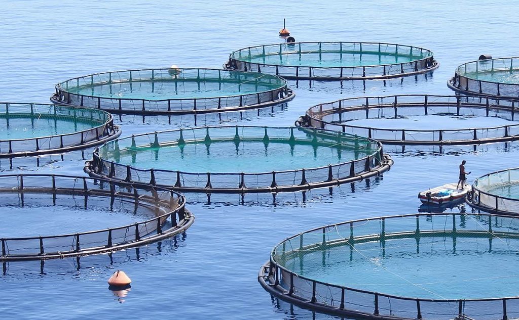 Fiskeoppdrett i Norge: En omfattende guide | Eksperttips